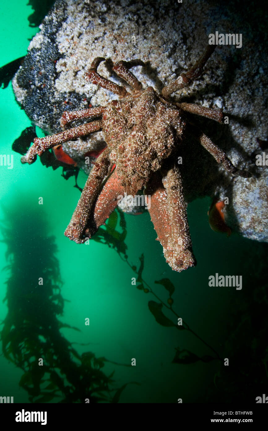 A large sheep crab, Loxorhynchus grandis, blends into the floor of a ...