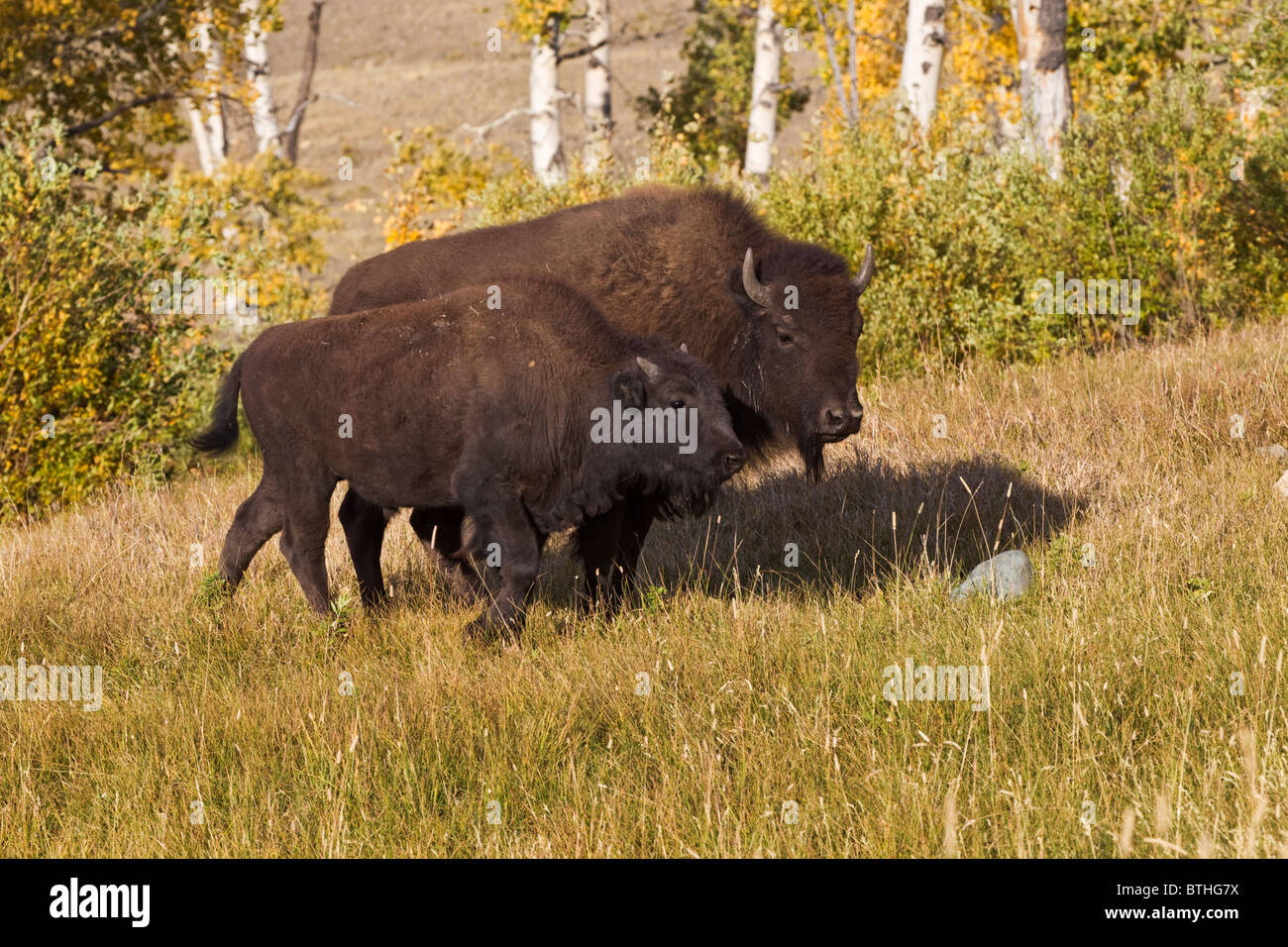American bison grazing fall yellowstone national park hi-res stock ...