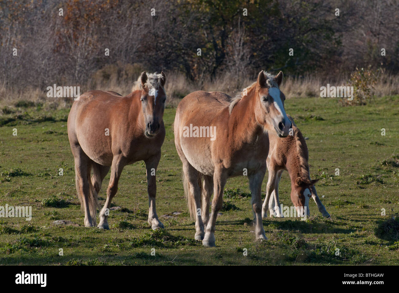 Palominos hi-res stock photography and images - Alamy