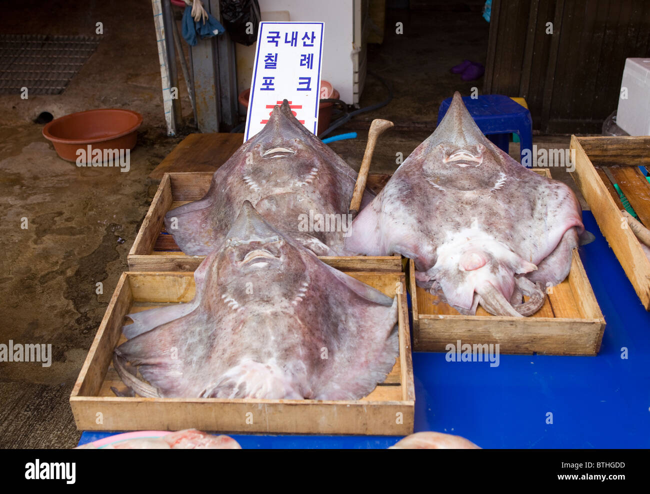 Rayfish at Jagalchi Seafood or Fish Market Busan South Korea Stock ...