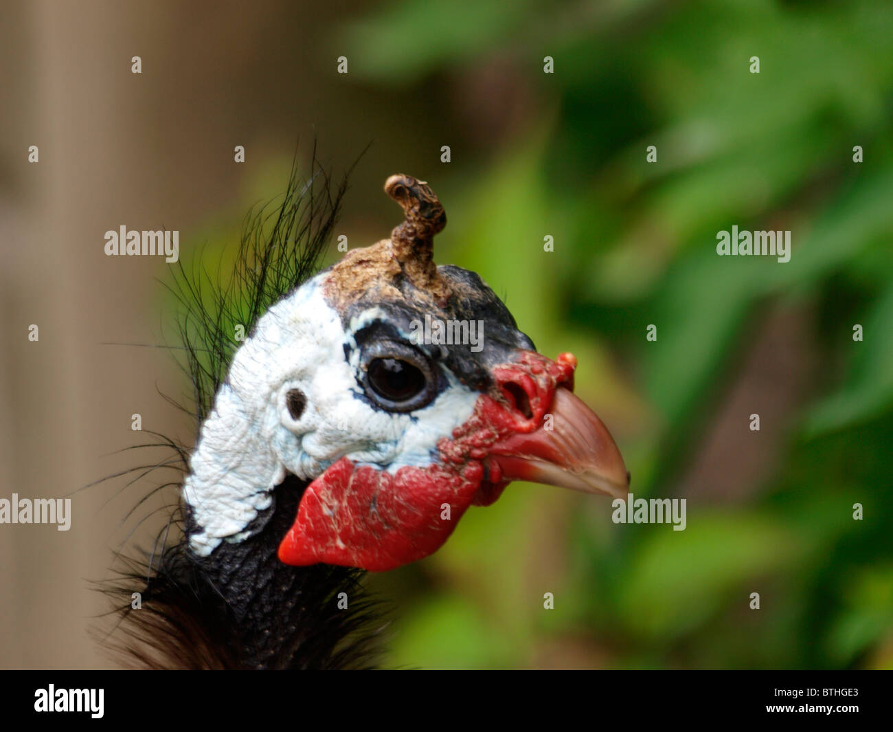 Guinea fowl head Stock Photo - Alamy