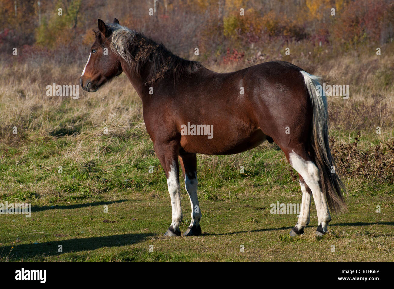A Horse standing Stock Photo - Alamy
