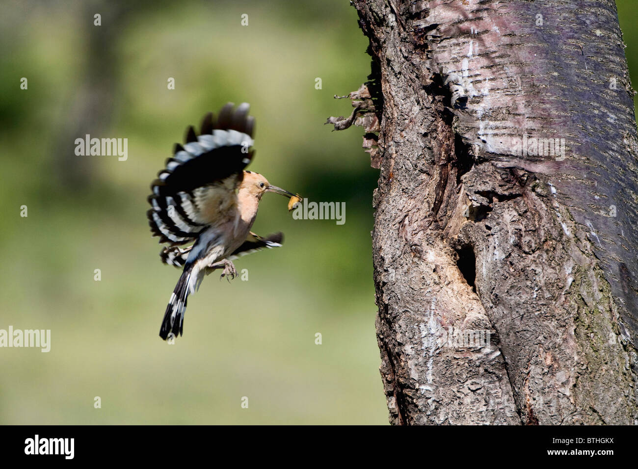 (Eurasian) Hoopoe (Upua epops) returning to nest with prey Stock Photo ...