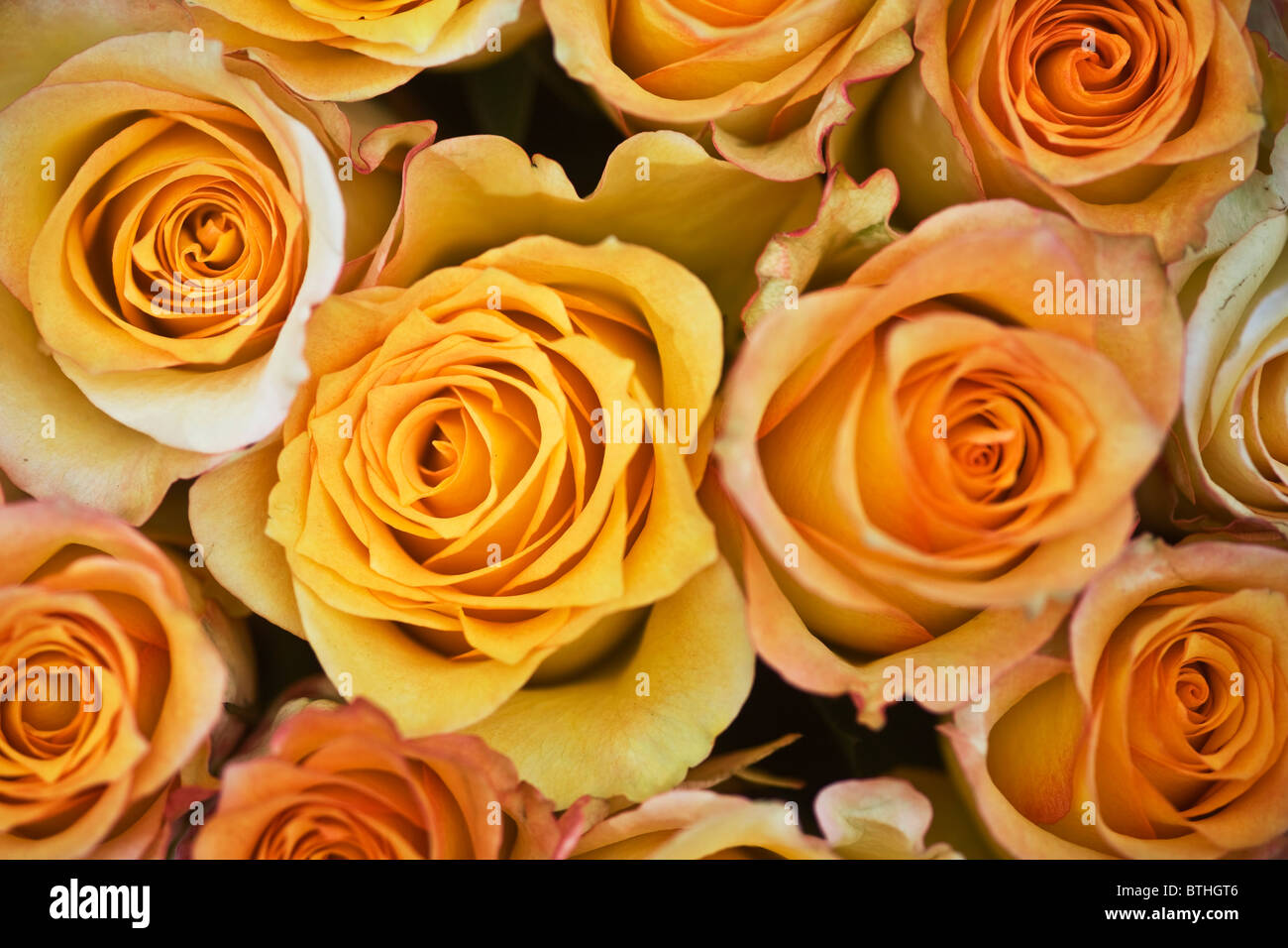 Roses structure hi-res stock photography and images - Alamy