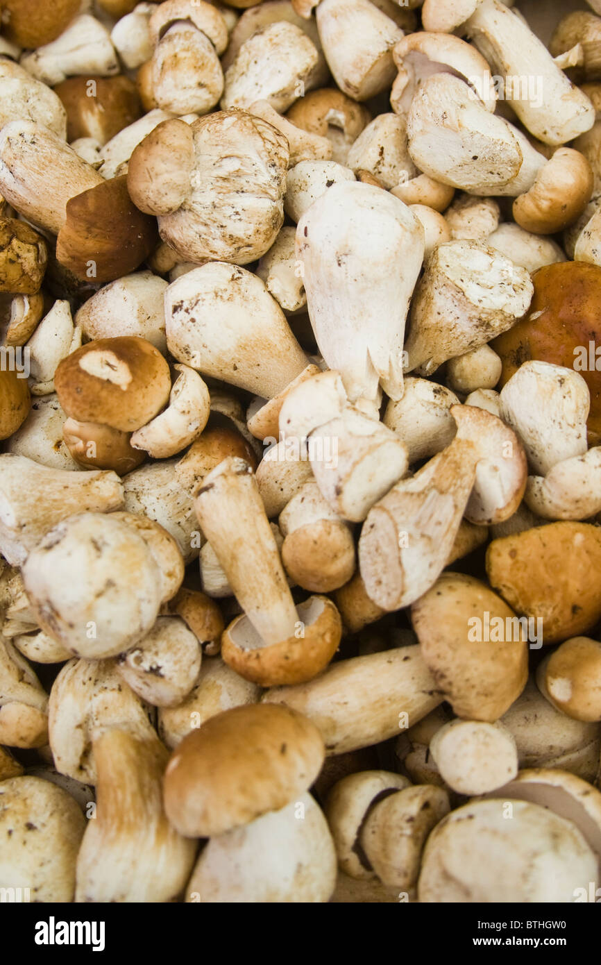 edible boletus (Boletus edulis Stock Photo - Alamy