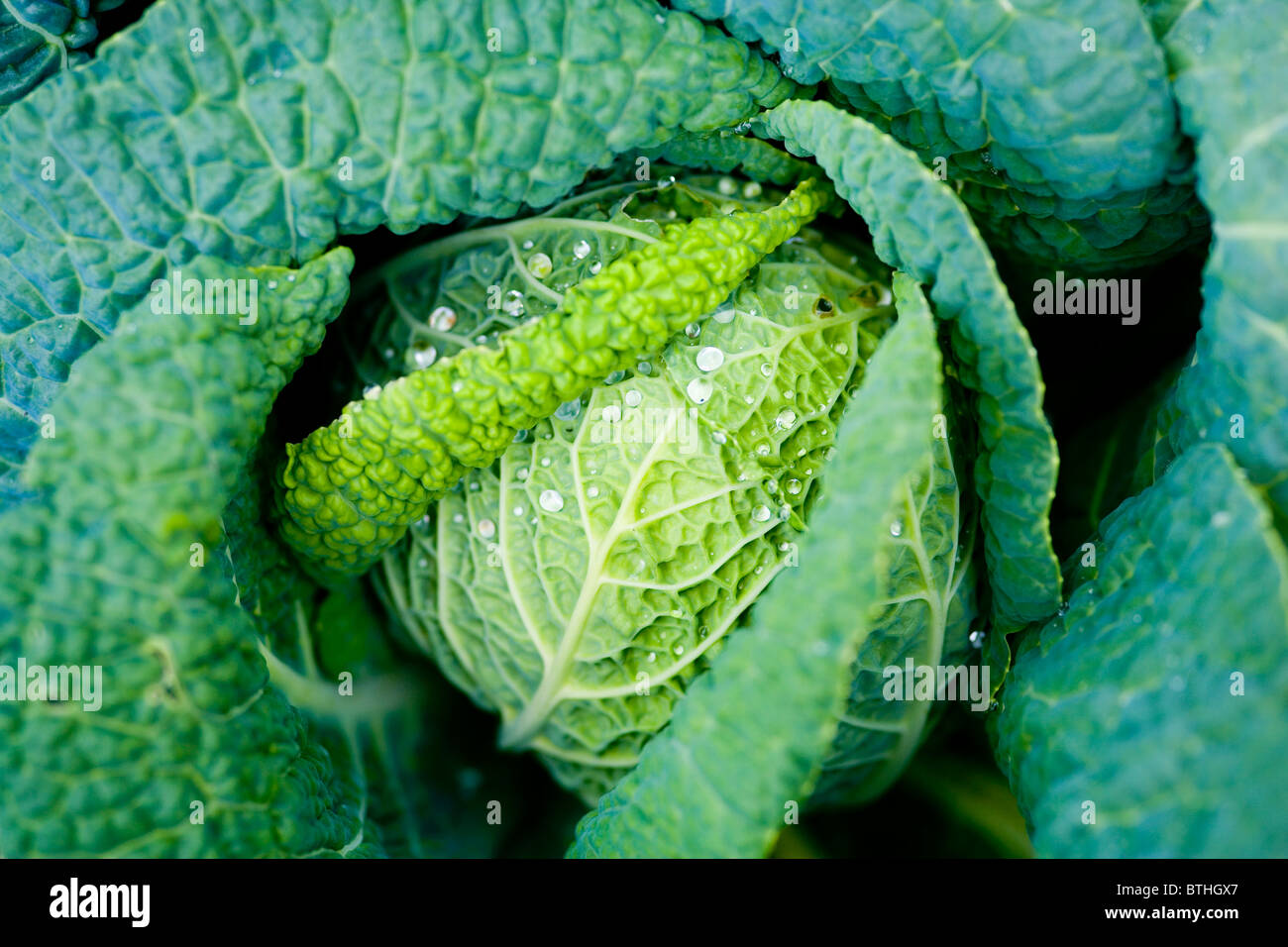 Brassica botanical hi-res stock photography and images - Alamy