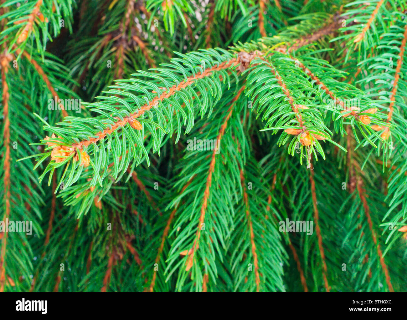 Fur-tree branches close up Stock Photo - Alamy