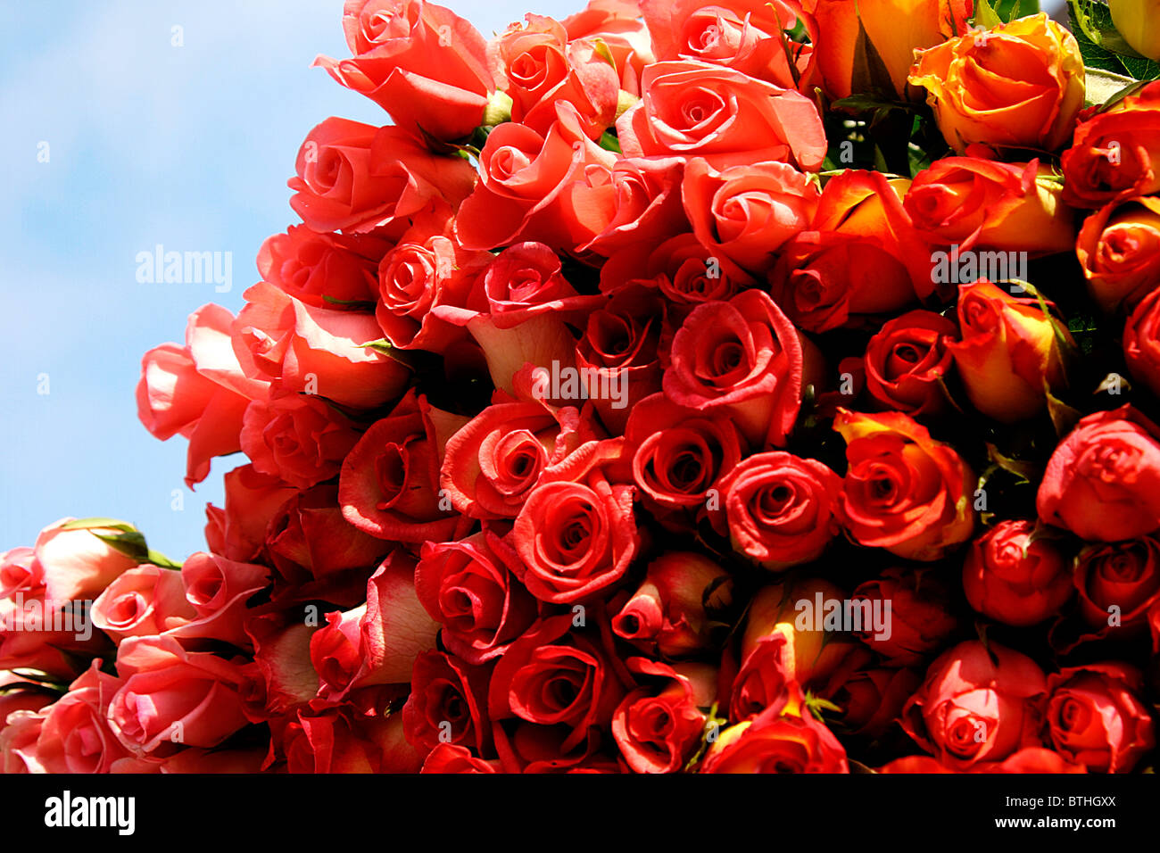 Red roses bunch Stock Photo - Alamy