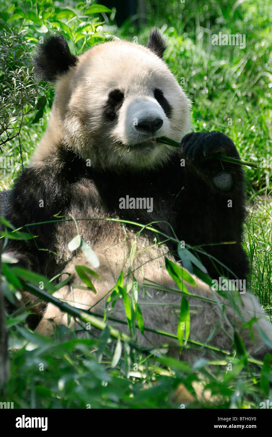 Pande hi-res stock photography and images - Alamy