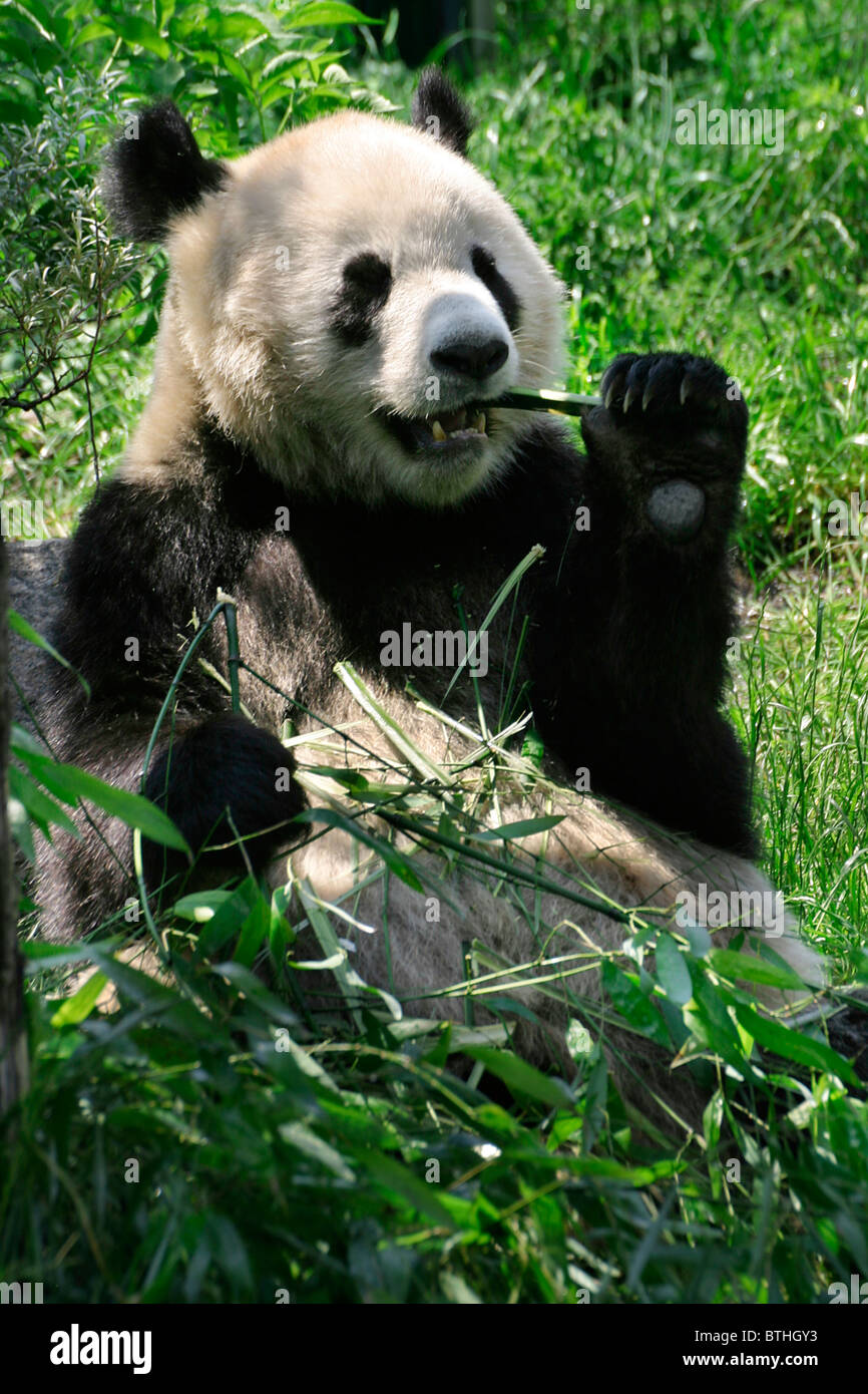 Pande hi-res stock photography and images - Alamy