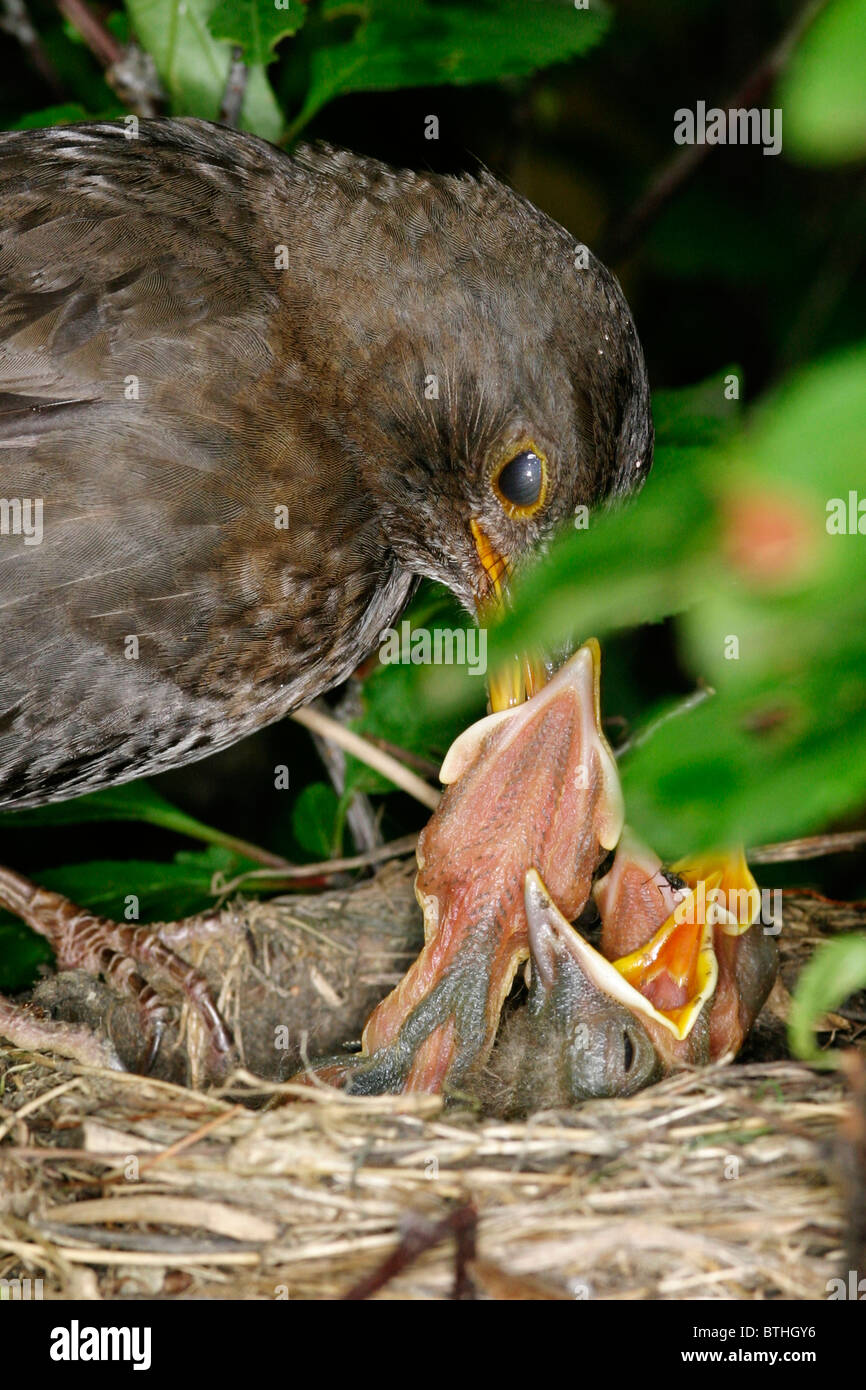blackbird with June animals Stock Photo - Alamy