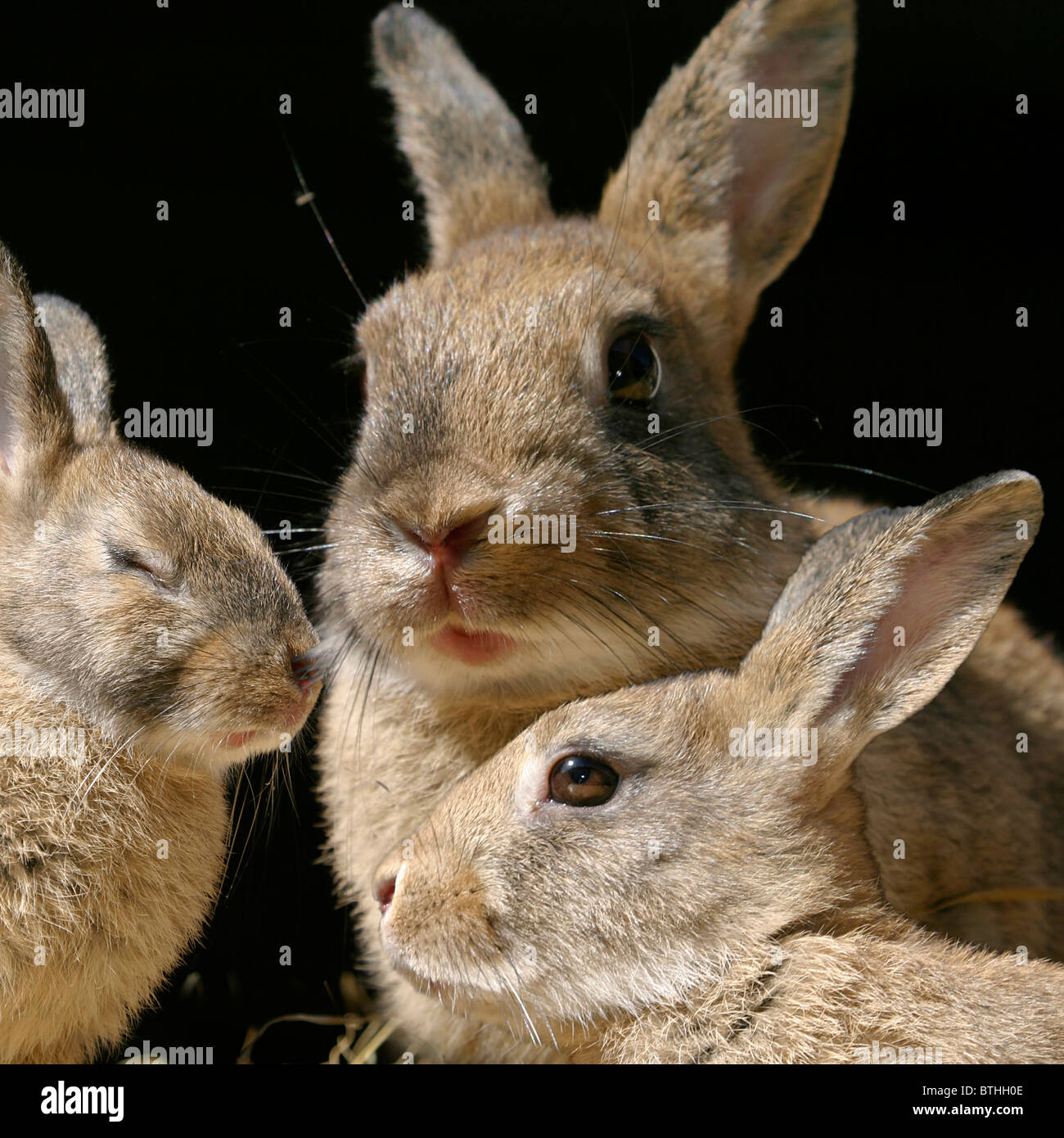 Portrait of a rabbit Stock Photo - Alamy
