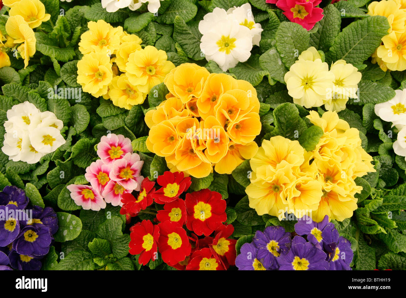 primrose in a gardening Stock Photo - Alamy