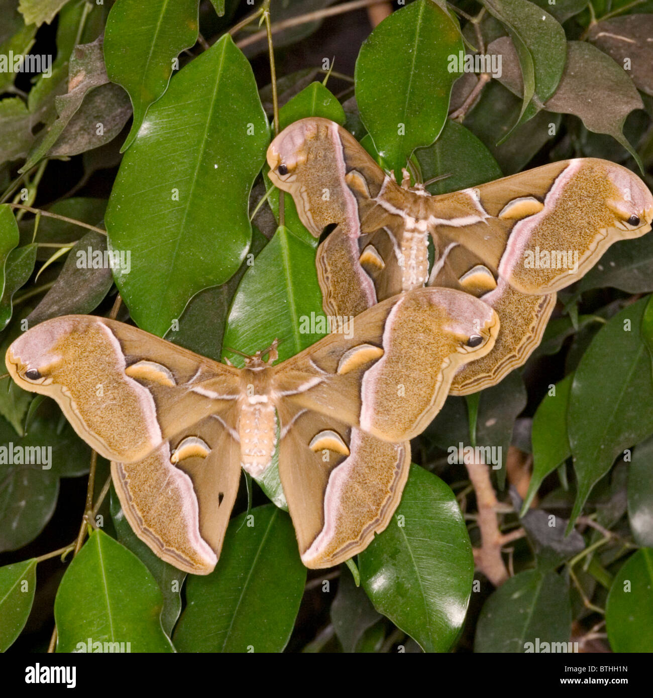 Samia cynthia hi-res stock photography and images - Alamy