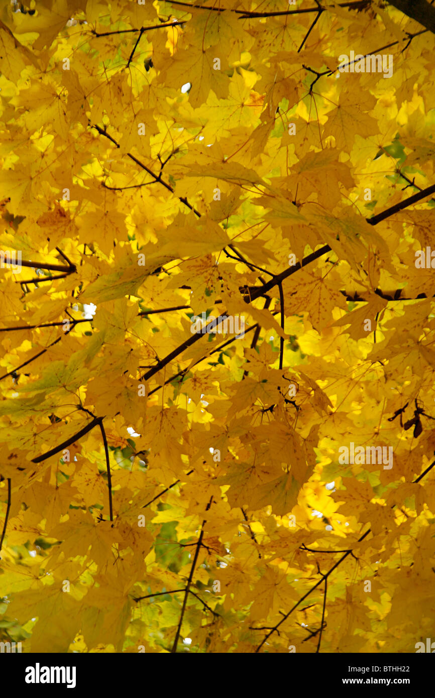 Broad leafed tree Stock Photo - Alamy