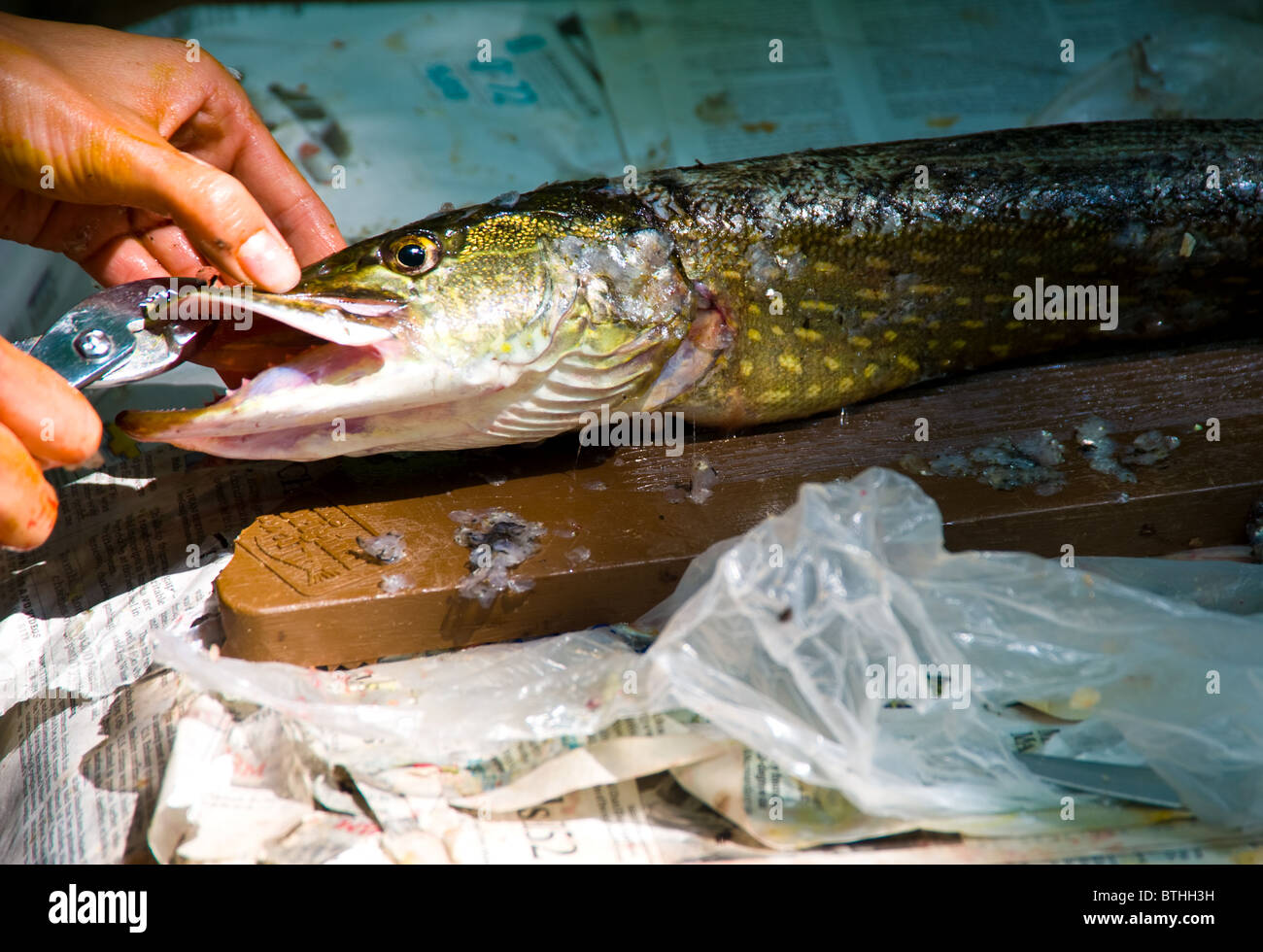 Northern Pike fish fresh caught cleaning cutting treating making ready ...
