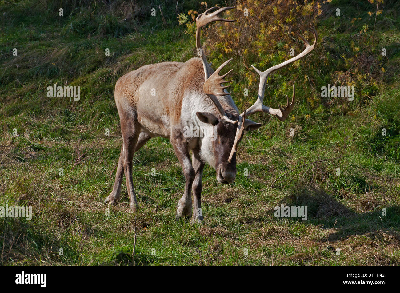 A male Woodland Caribou in Autumn Stock Photo - Alamy