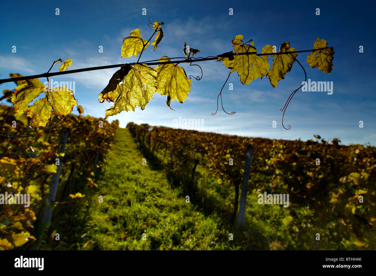Cultivation wine vineyard viticulture hi-res stock photography and ...