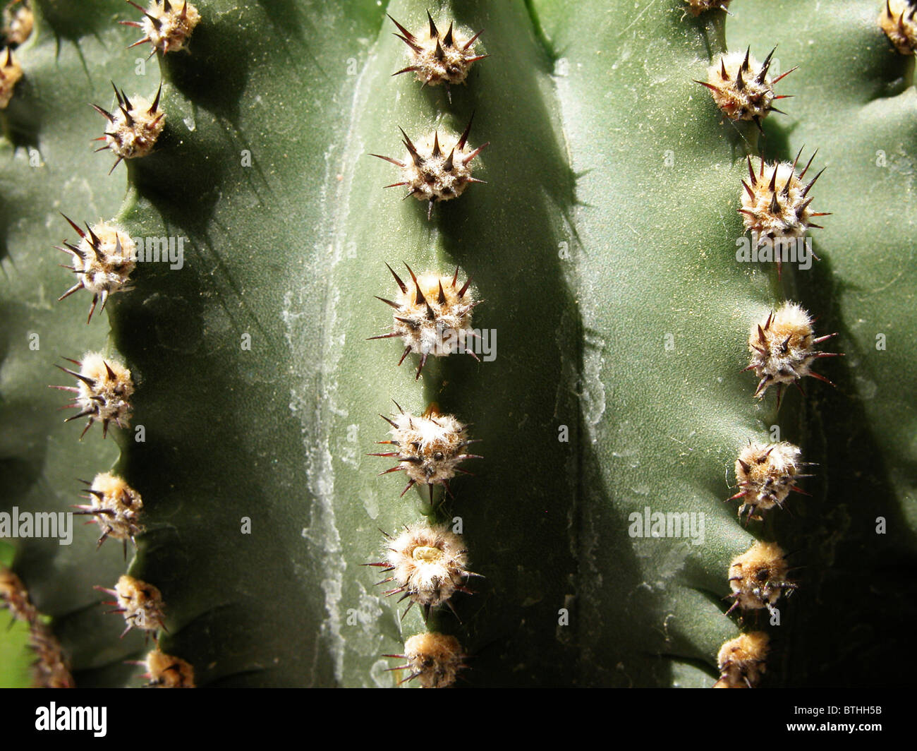 Cactus Yards High Resolution Stock Photography and Images - Alamy