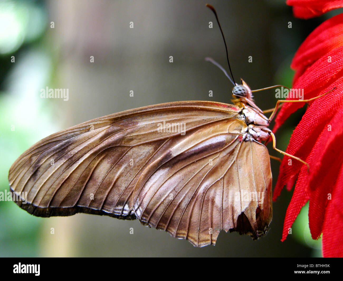 Butterfly leaf torch tropical butterfly hi-res stock photography and ...
