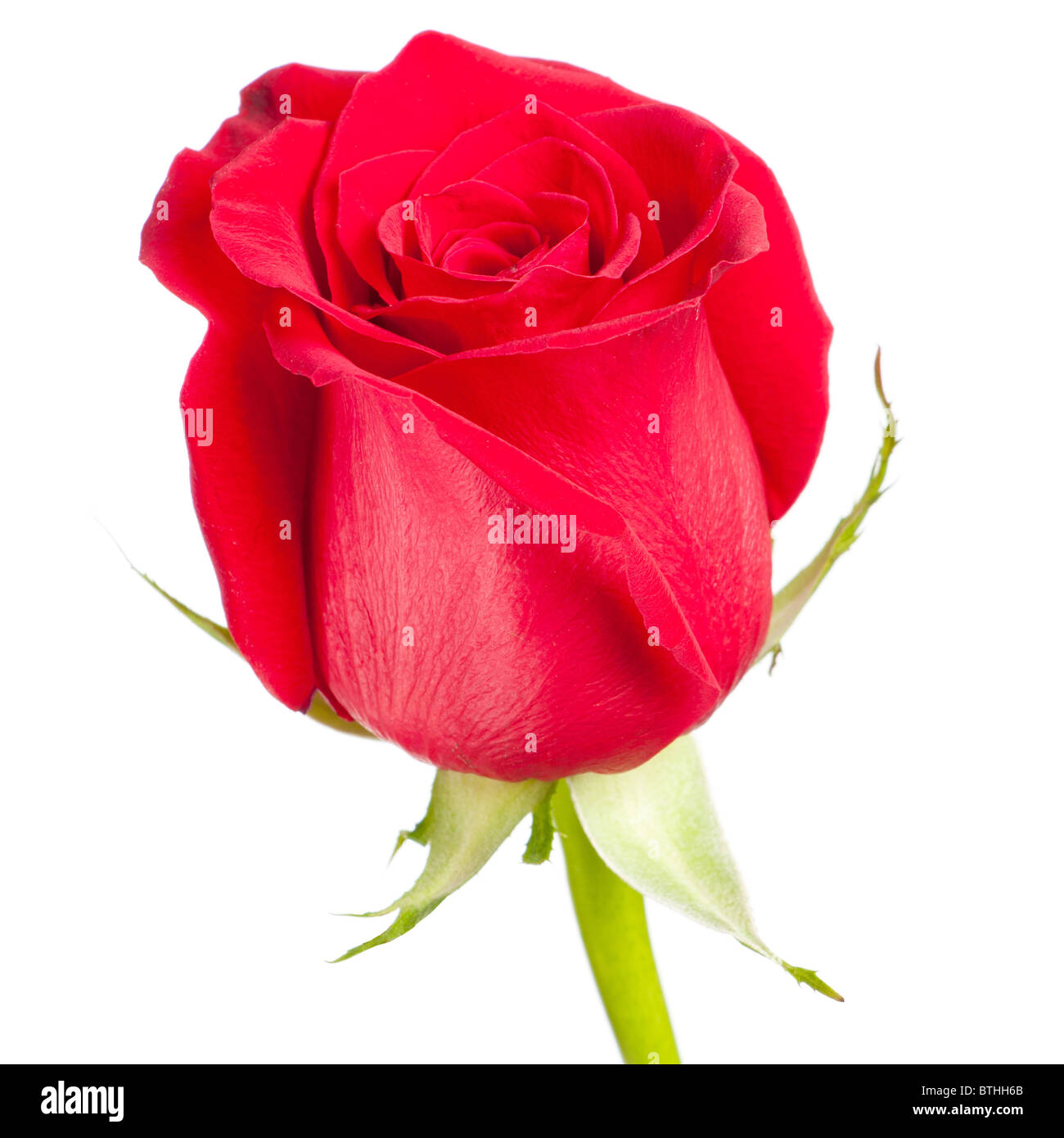 Red rose flower isolated on white background Stock Photo - Alamy