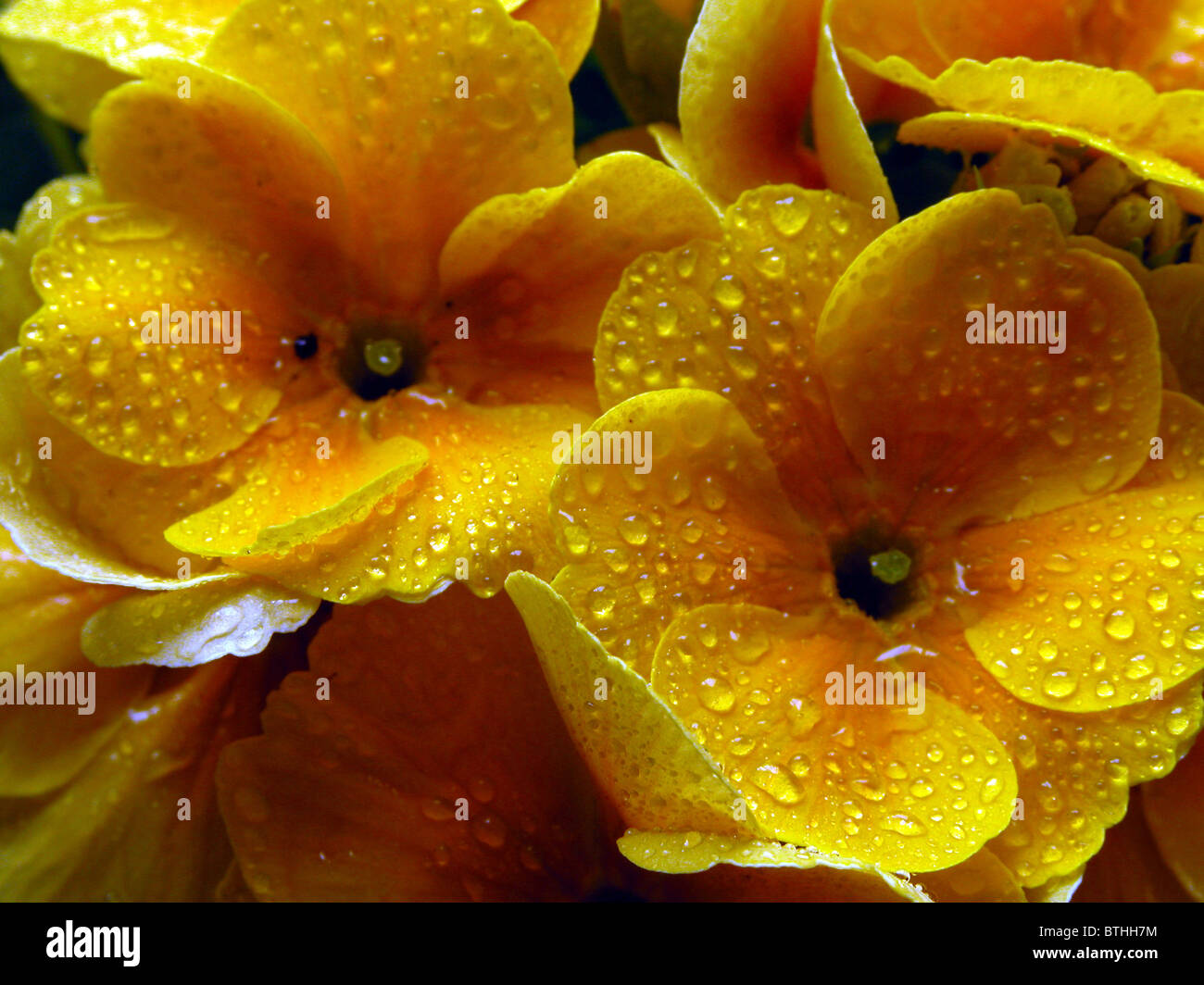 Yellow water primrose hi-res stock photography and images - Alamy