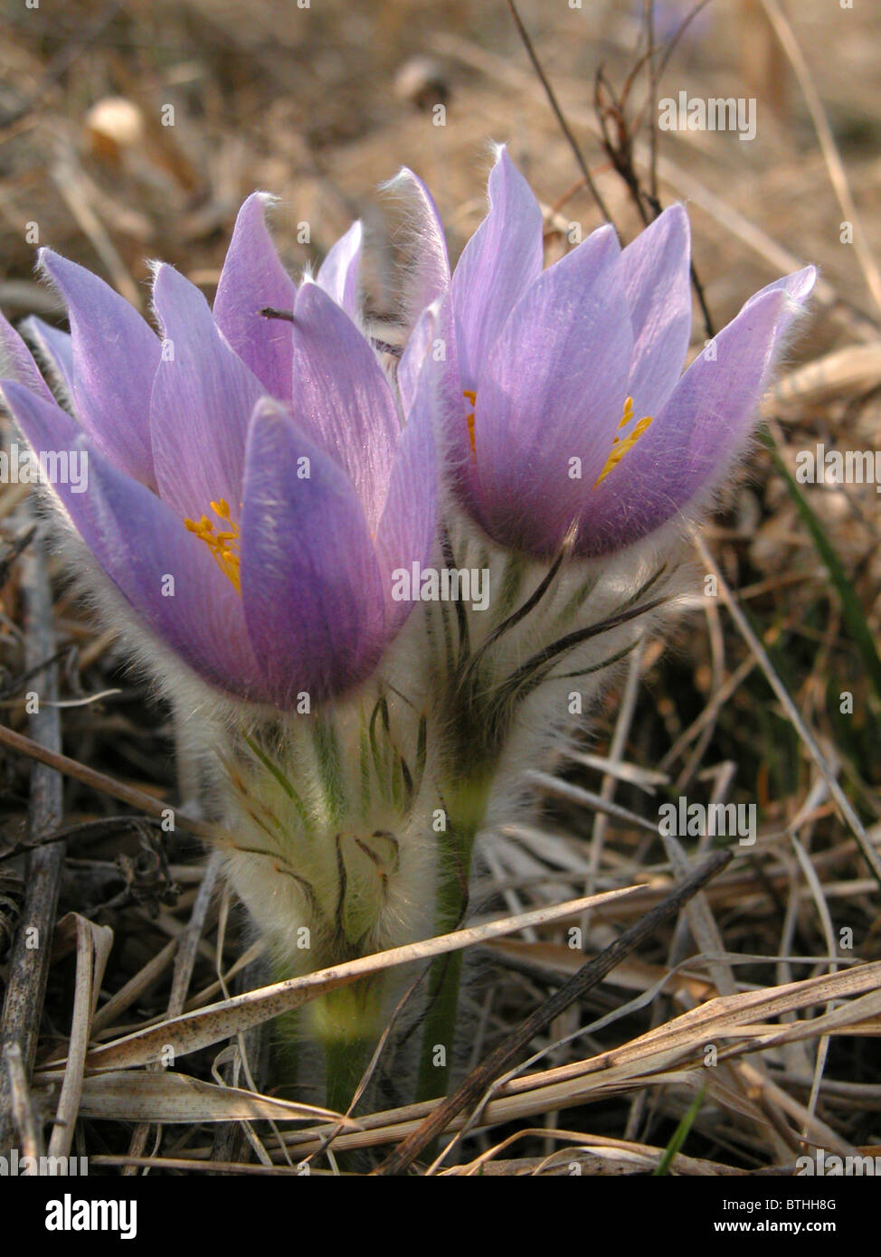 Meadows pasque flower hi-res stock photography and images - Alamy