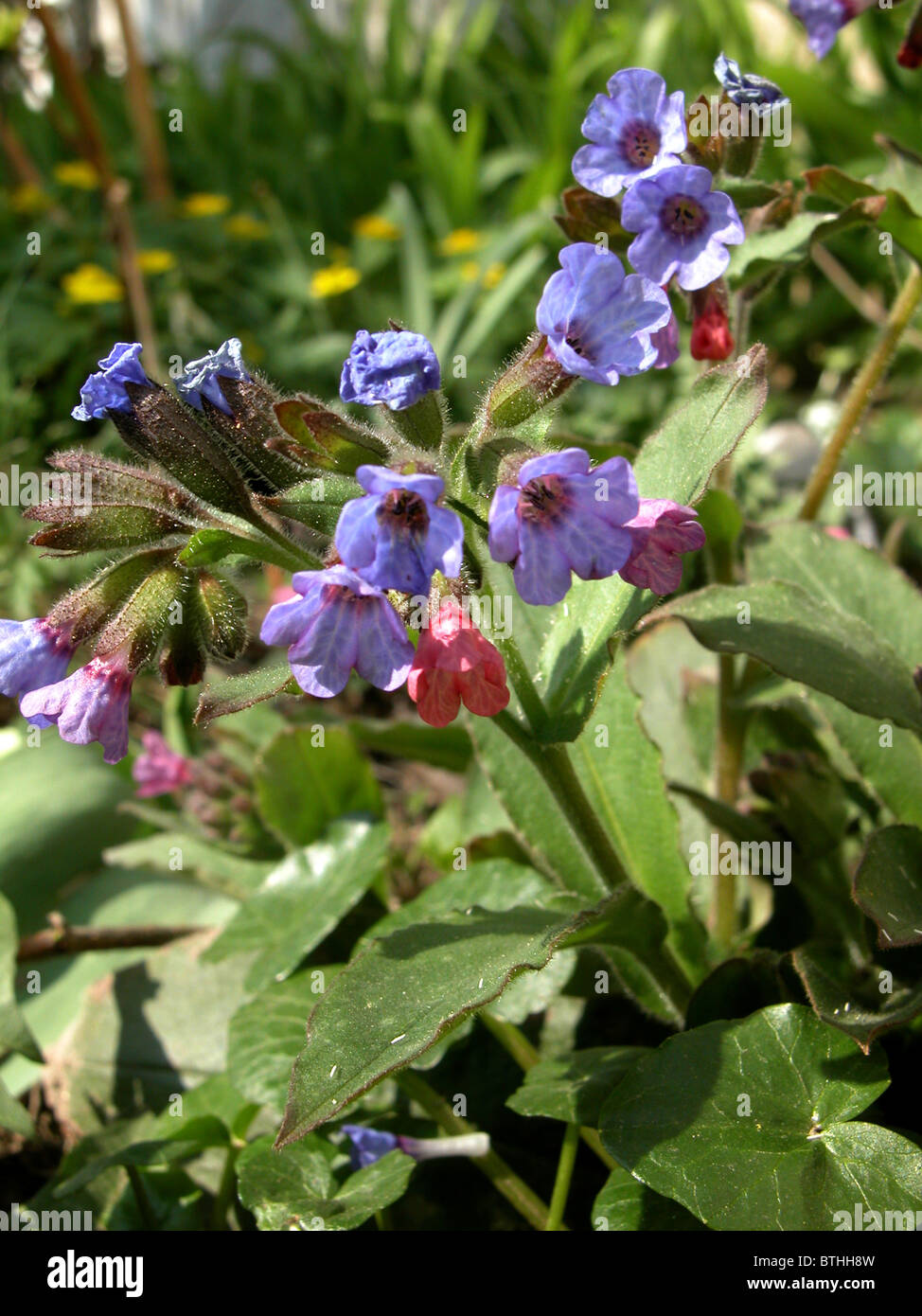 Lungwort blue flower herb hi-res stock photography and images - Alamy