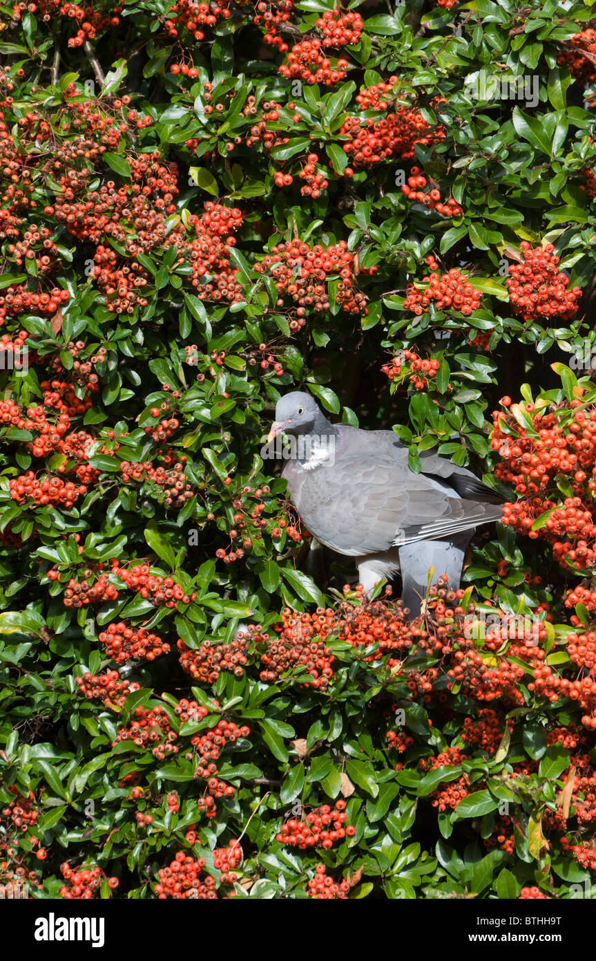 Wood Pigeon feeding on the ripe red berries of a Pyracantha bush in ...