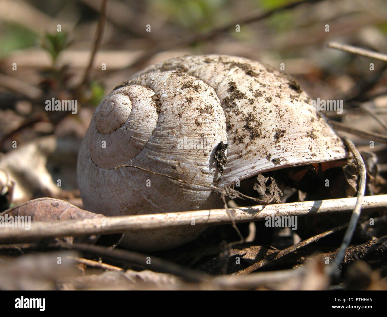 Shell guards hi-res stock photography and images - Alamy