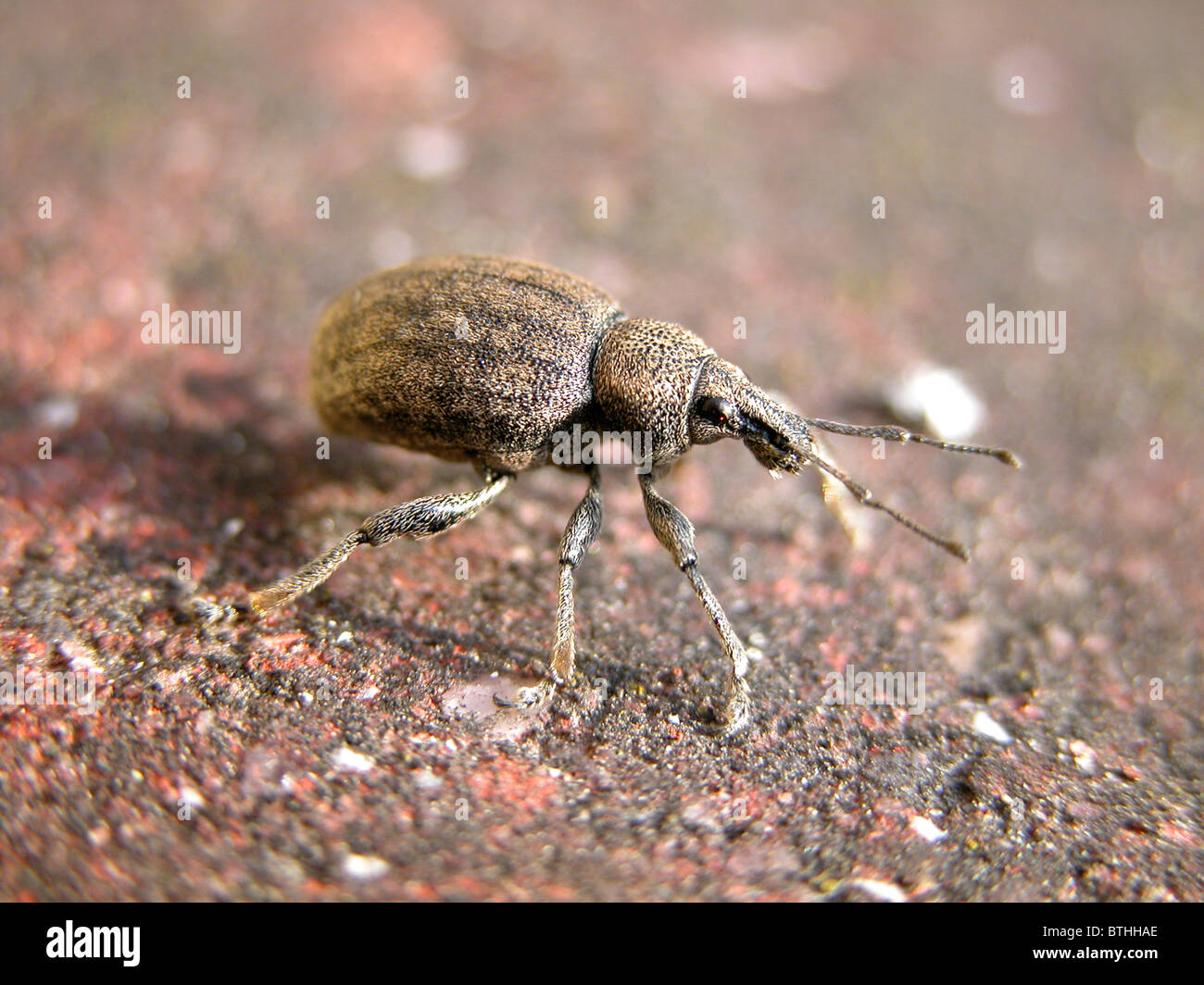 Nut weevils hi-res stock photography and images - Alamy