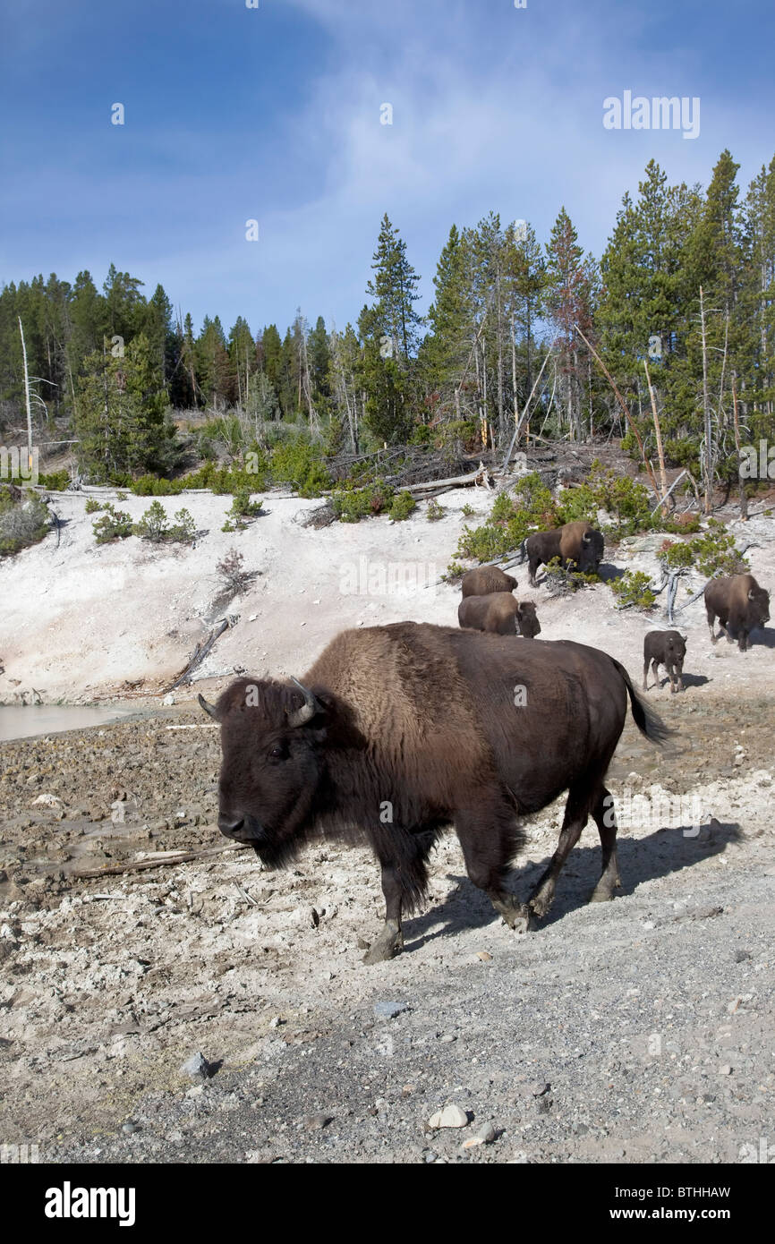 Bison bison herd walking hi-res stock photography and images - Alamy Bison bison herd walking hi-res stock photography and images - Alamy