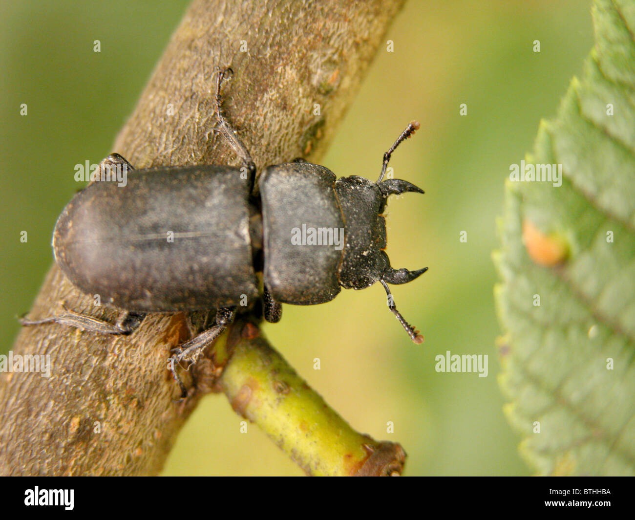 Deer beetle hi-res stock photography and images - Alamy