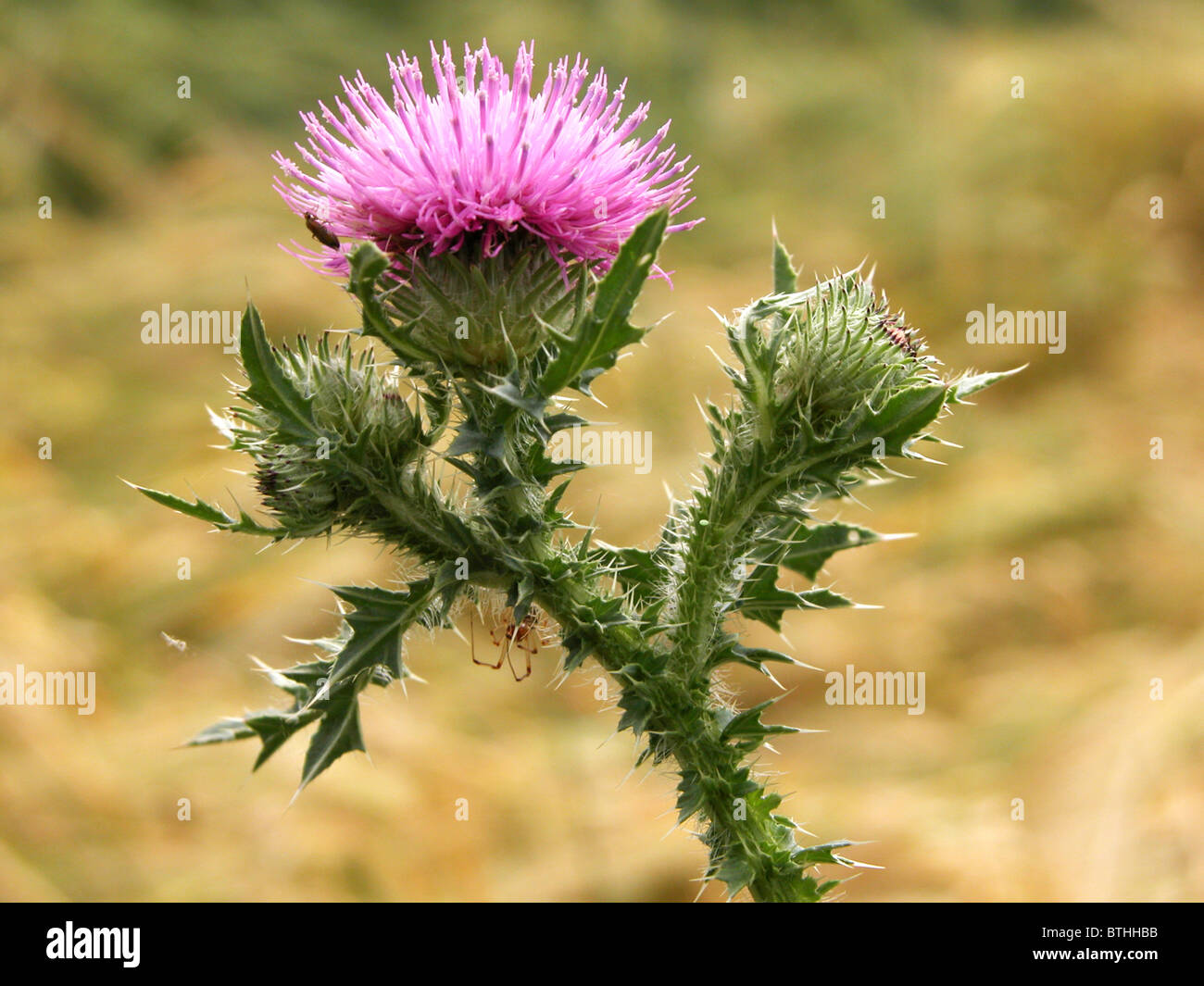 Stinger barb hi-res stock photography and images - Alamy