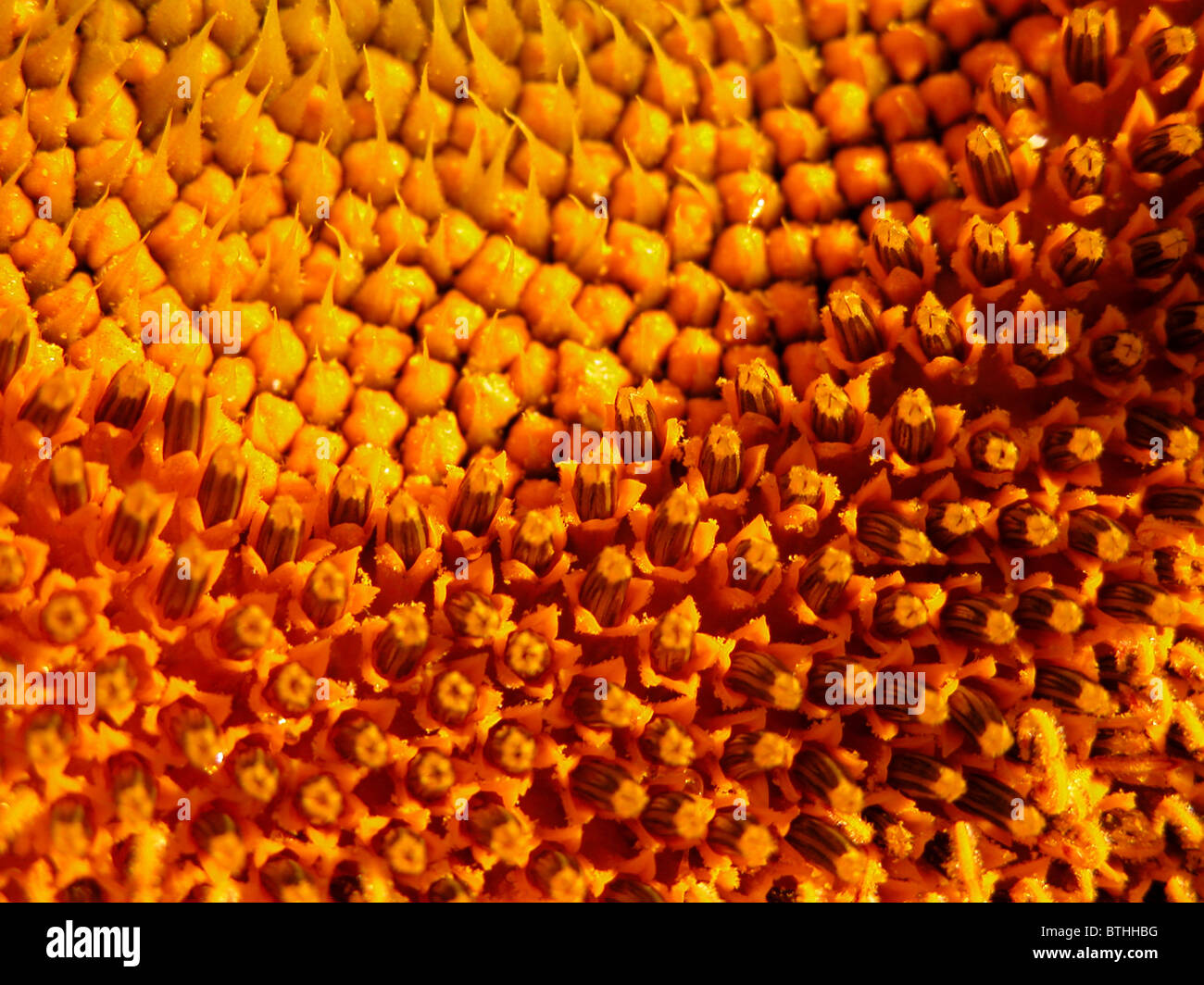Macro sunflower structure hi-res stock photography and images - Alamy