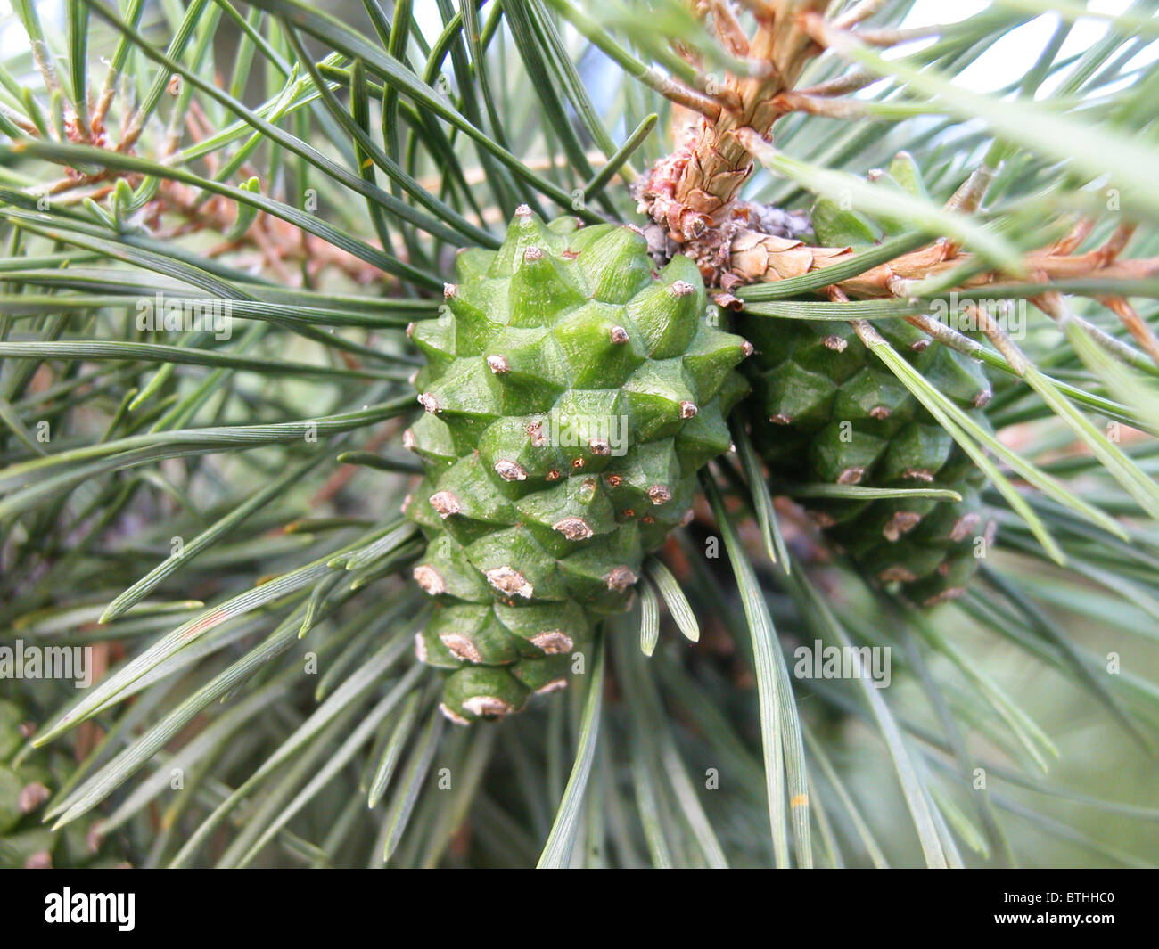 Fruit conifer tree hi-res stock photography and images - Alamy
