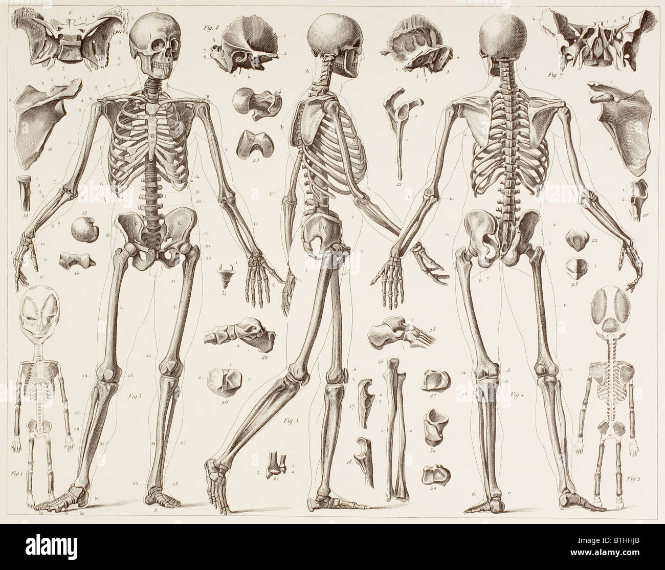 Complete human skeleton hi-res stock photography and images - Alamy