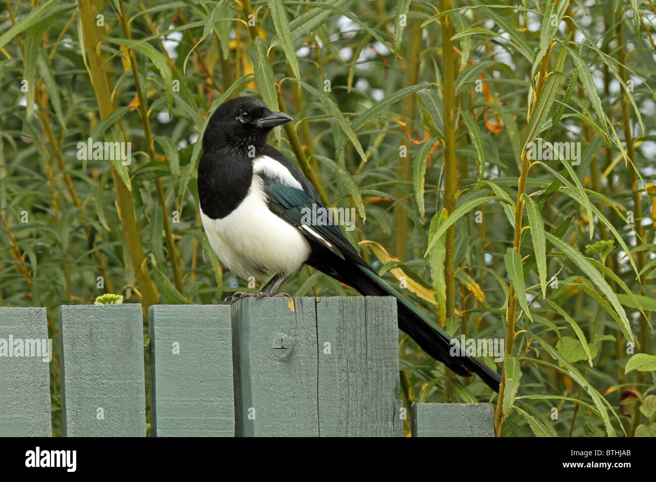 Common Magpie (Pica pica Stock Photo - Alamy