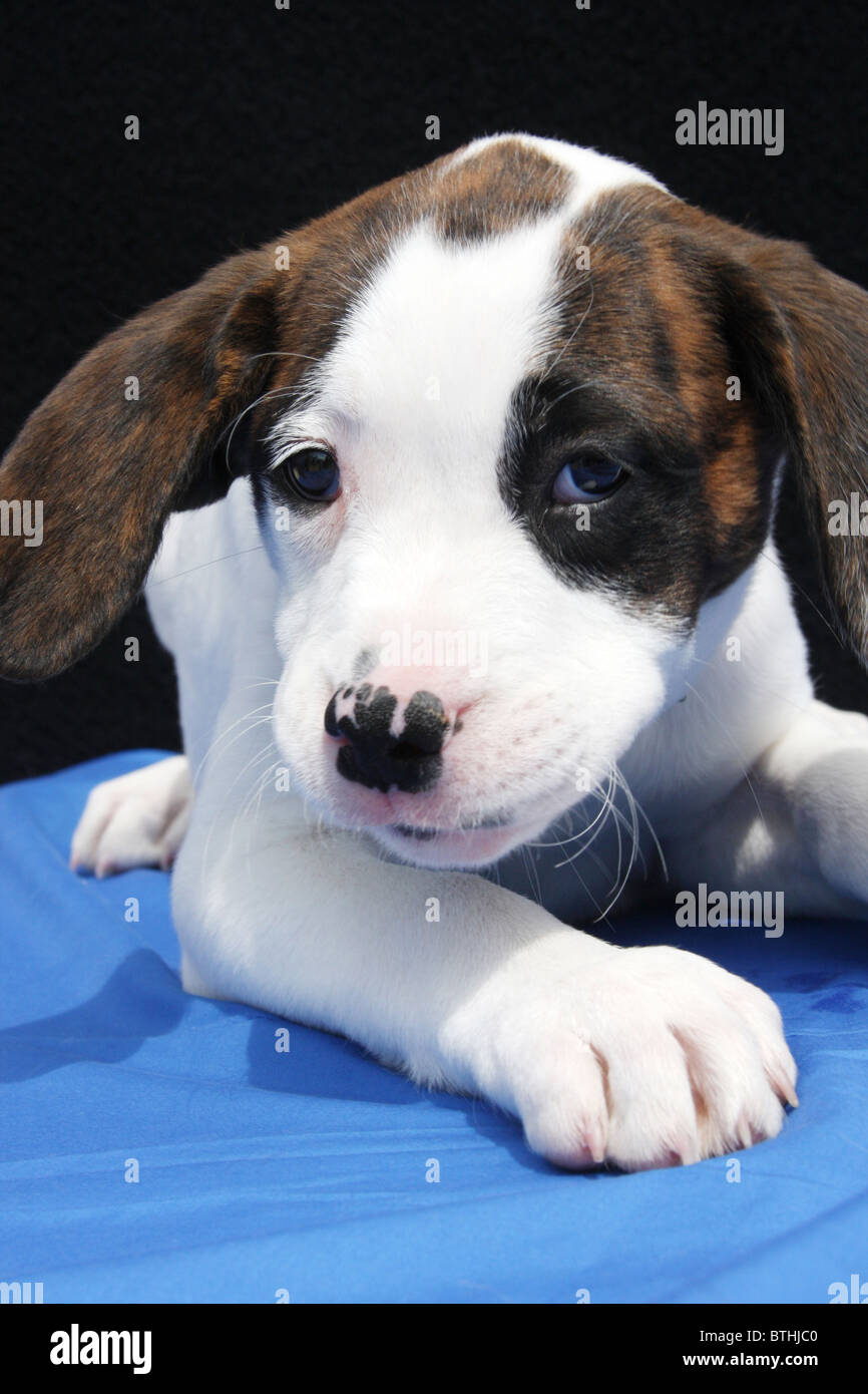 puppy up for adoption Stock Photo - Alamy