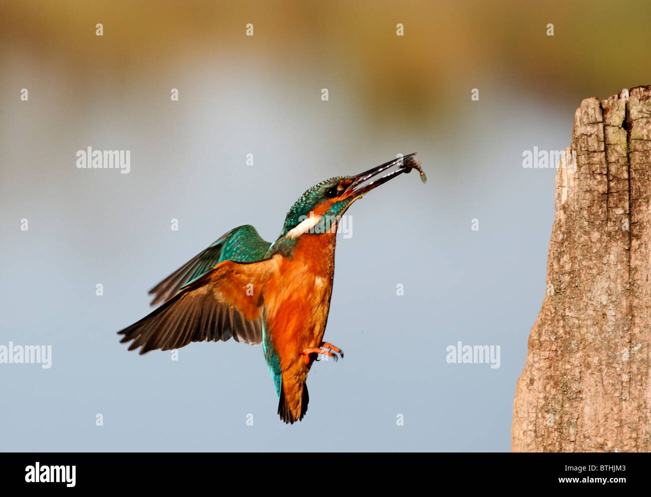 Kingfisher bird in flight hi-res stock photography and images - Alamy