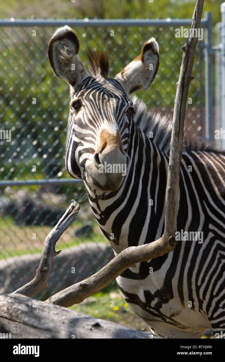 Zebra smile teeth hi-res stock photography and images - Alamy