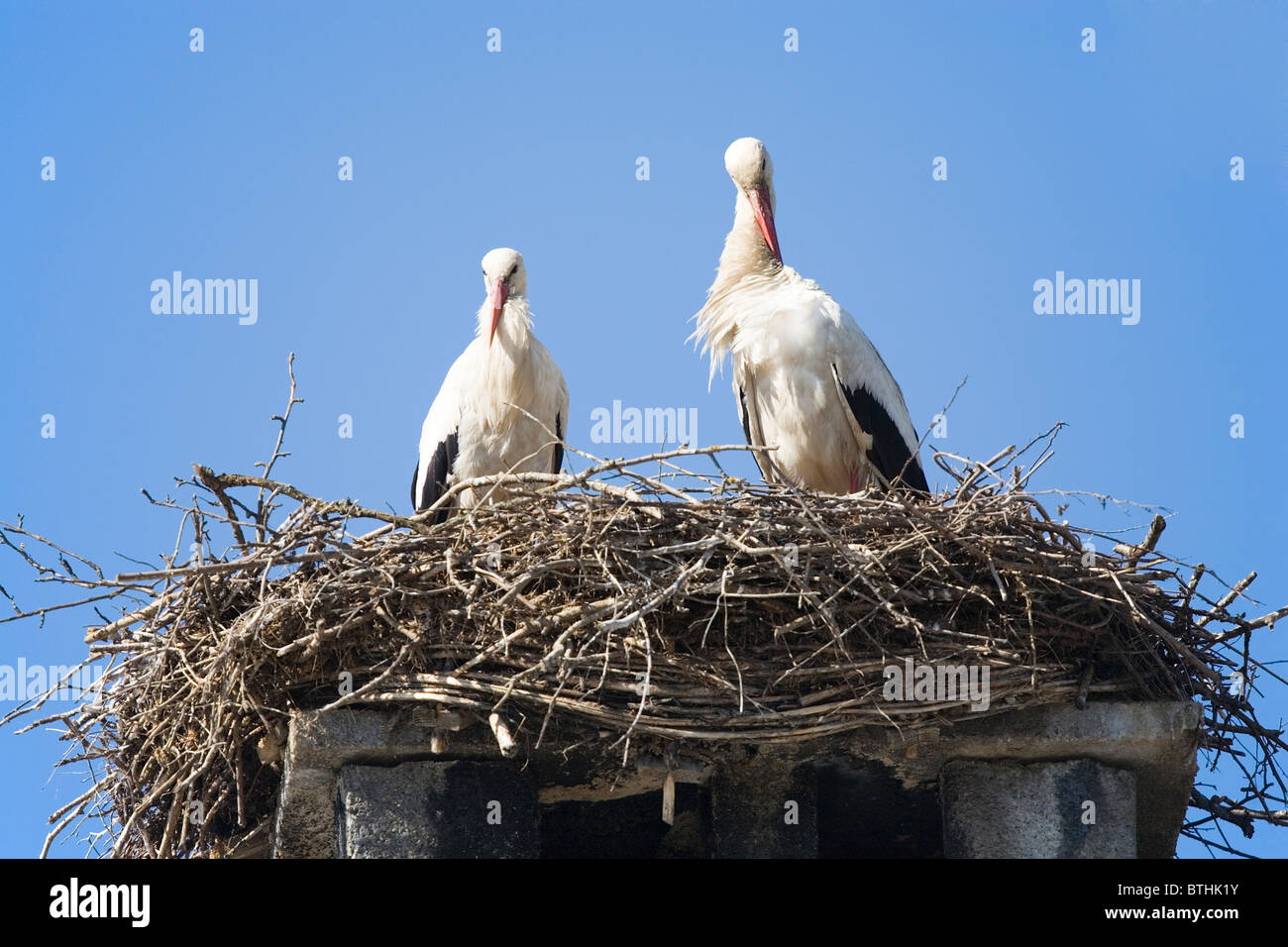 white storks in a nest Stock Photo - Alamy