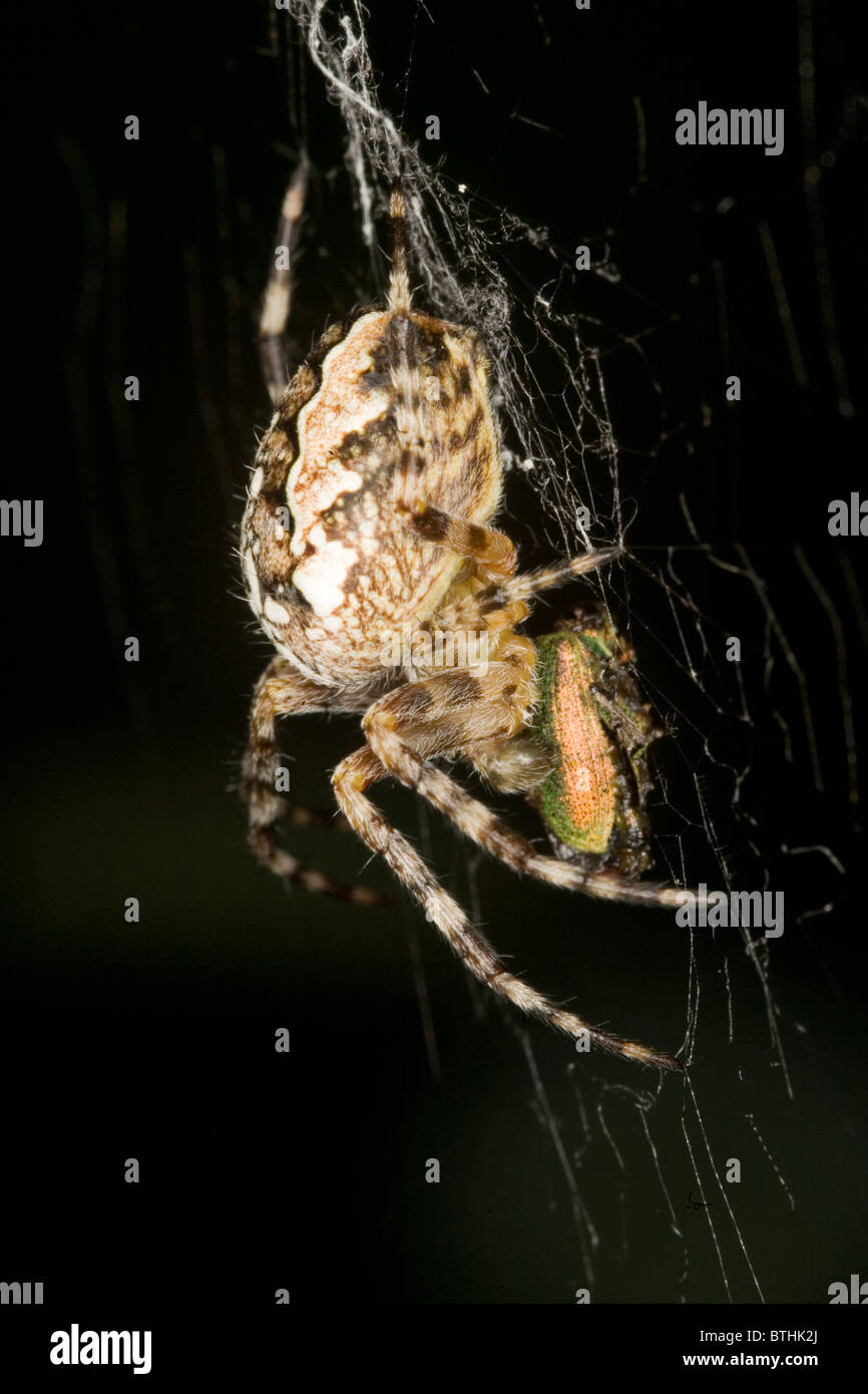 Close up araneus diadematus hi-res stock photography and images - Alamy