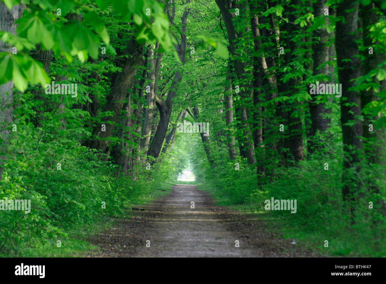 Forest away in spring Stock Photo - Alamy
