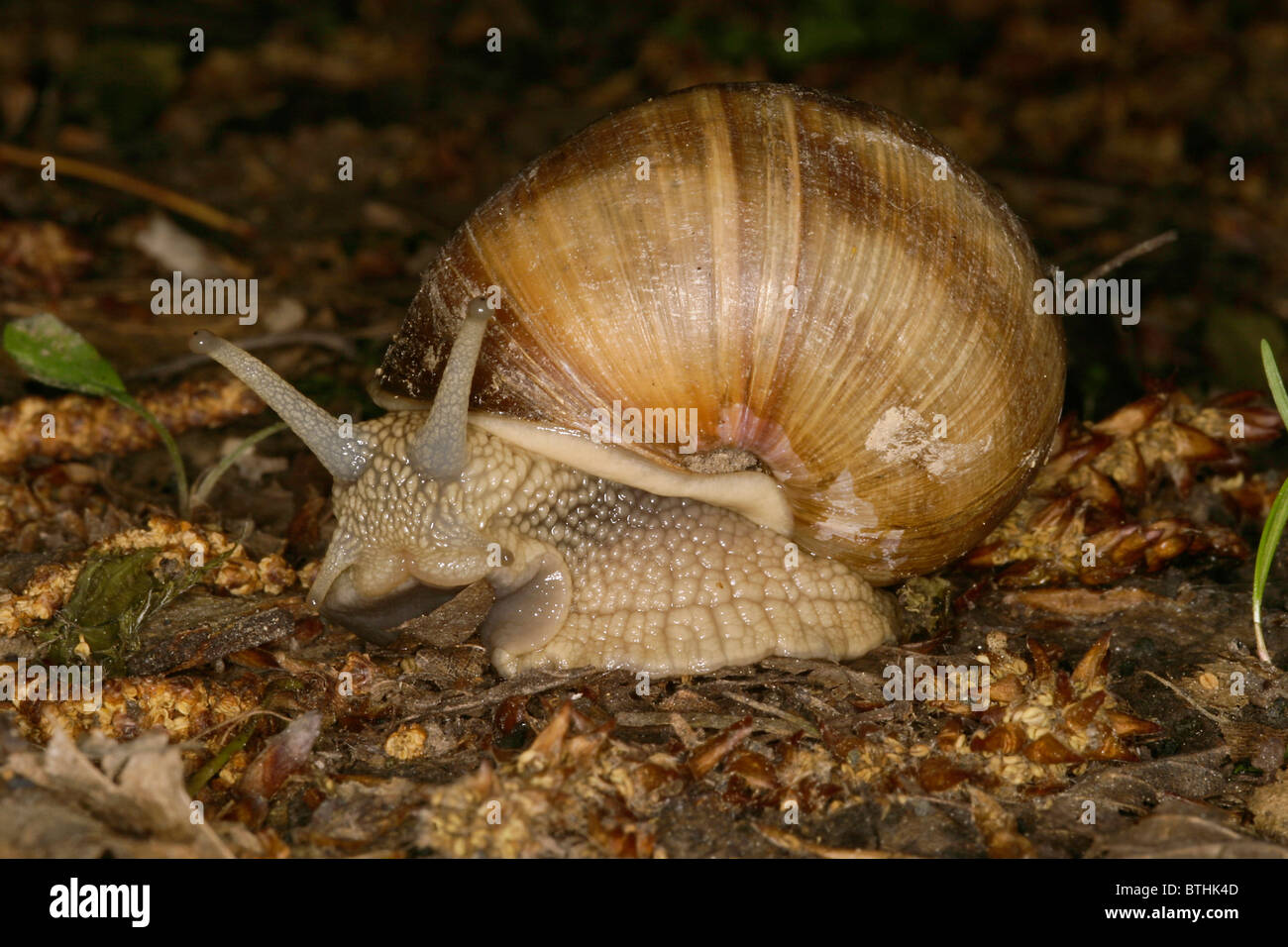 Edible snail large garden snail hi-res stock photography and images - Alamy