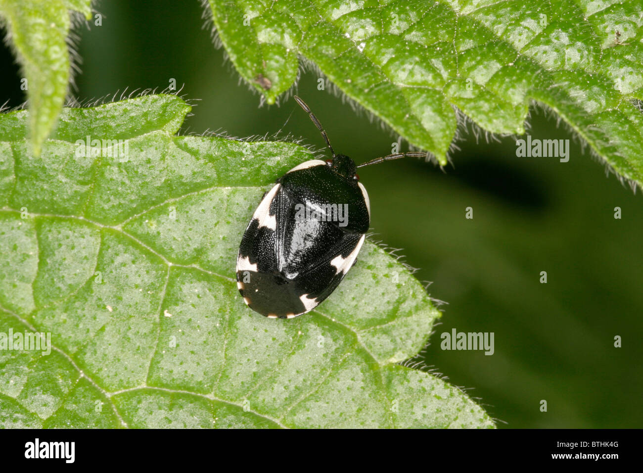Sehirus hi-res stock photography and images - Alamy