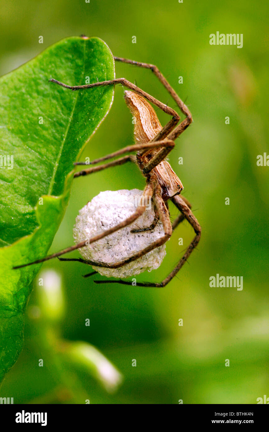 Pisaura hi-res stock photography and images - Alamy