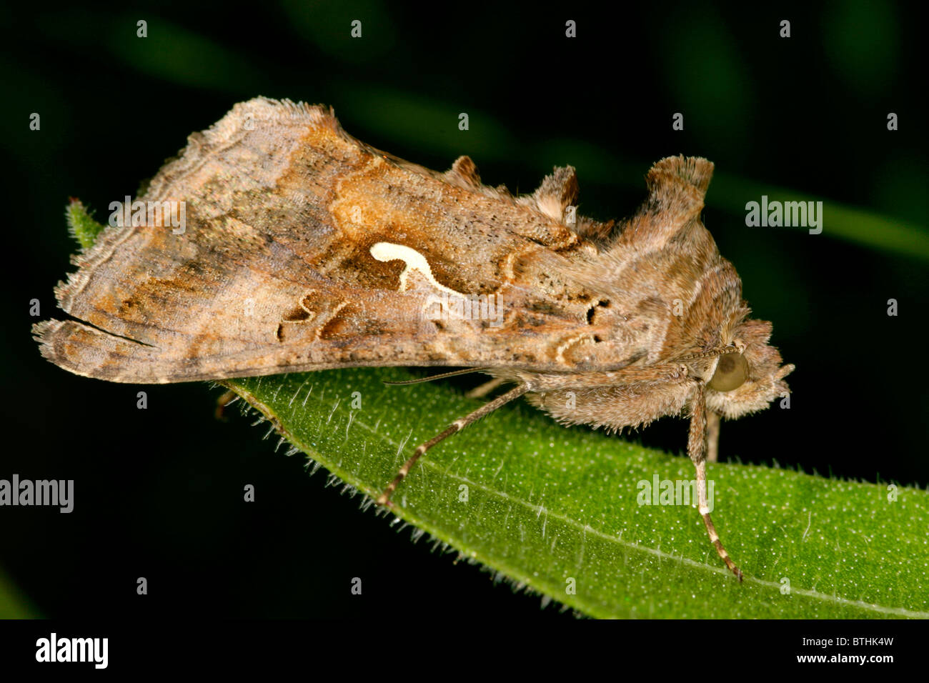 Autographa hi-res stock photography and images - Alamy
