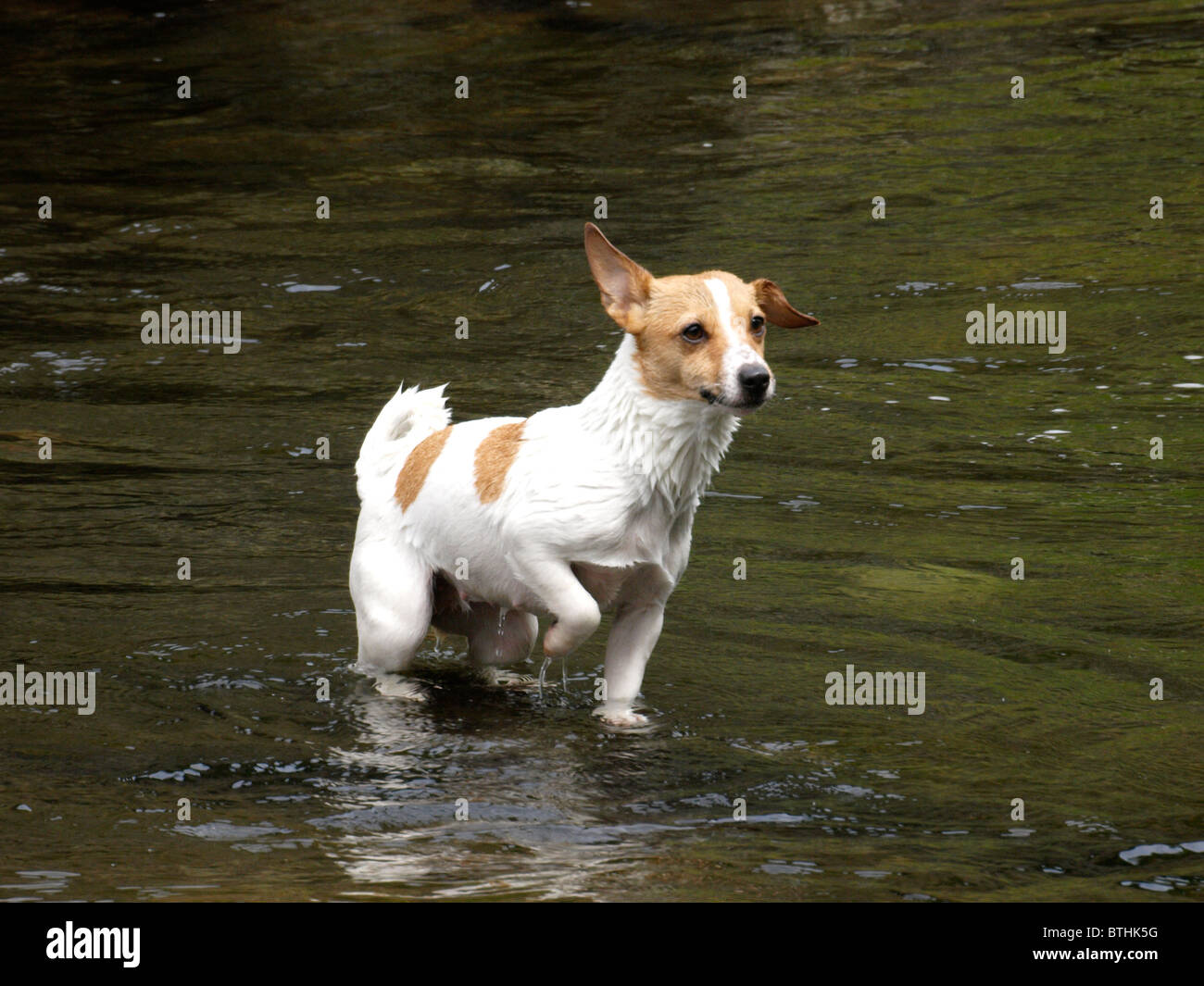 Stand russell hi-res stock photography and images - Alamy
