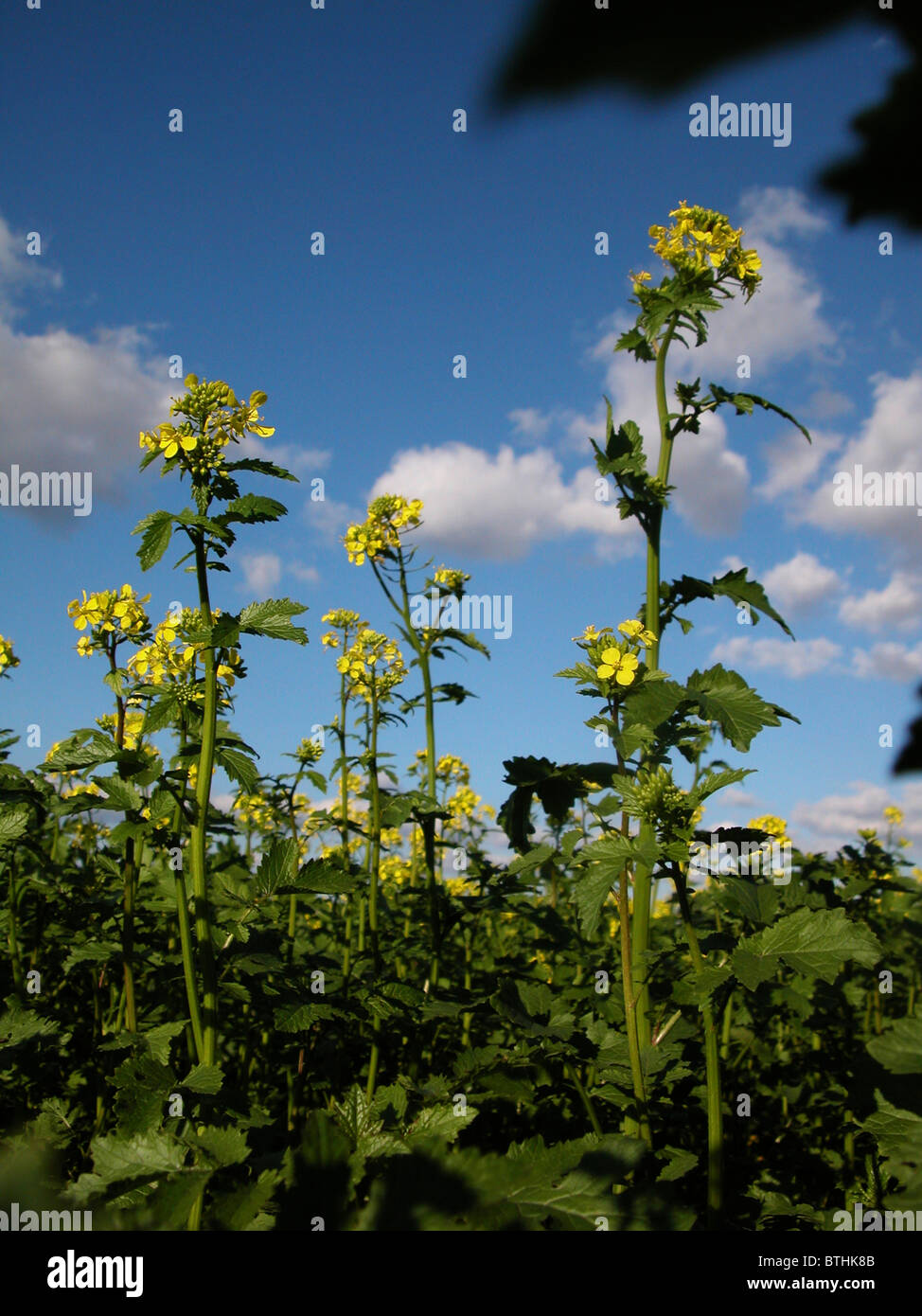 Mustards field High Resolution Stock Photography and Images - Alamy